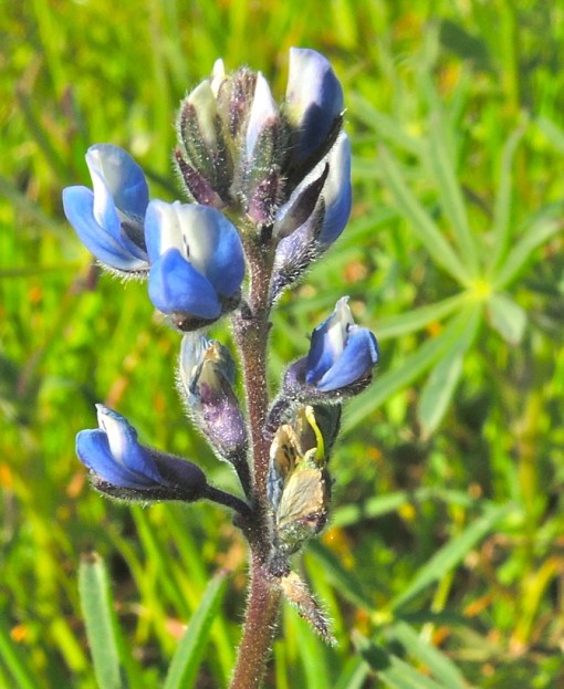 Miniature Lupine – Lupinus bicolor – Monarch Fellowship Hub Store